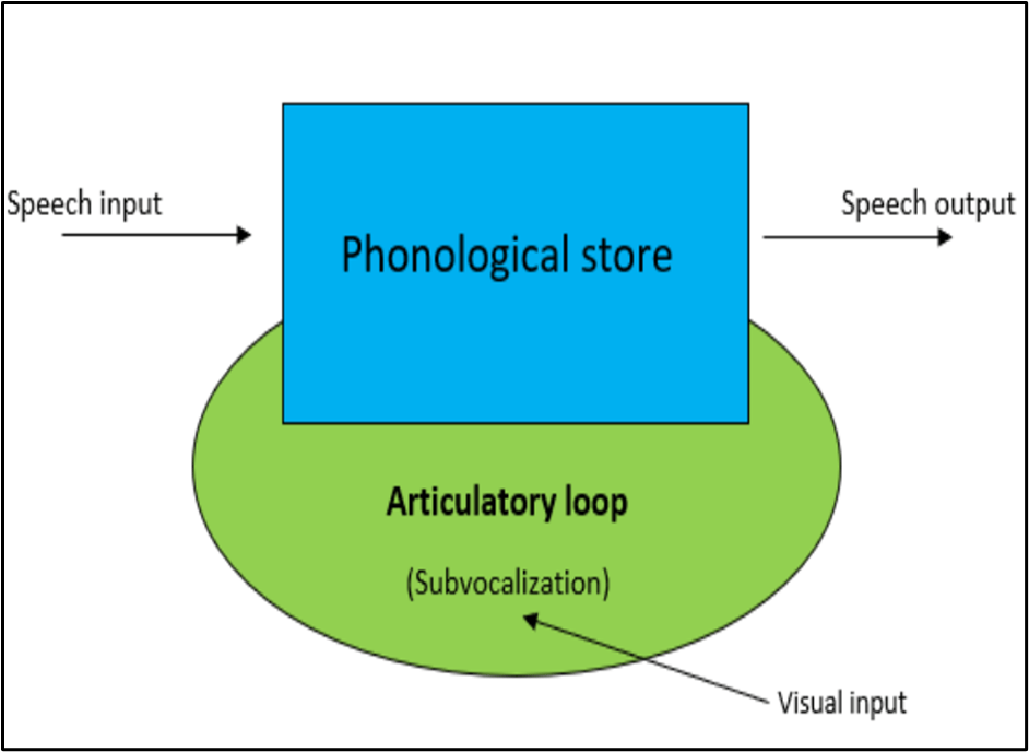 Why Sound Is So Key To Second Language Acquisition Phonological Memory And Why So Much